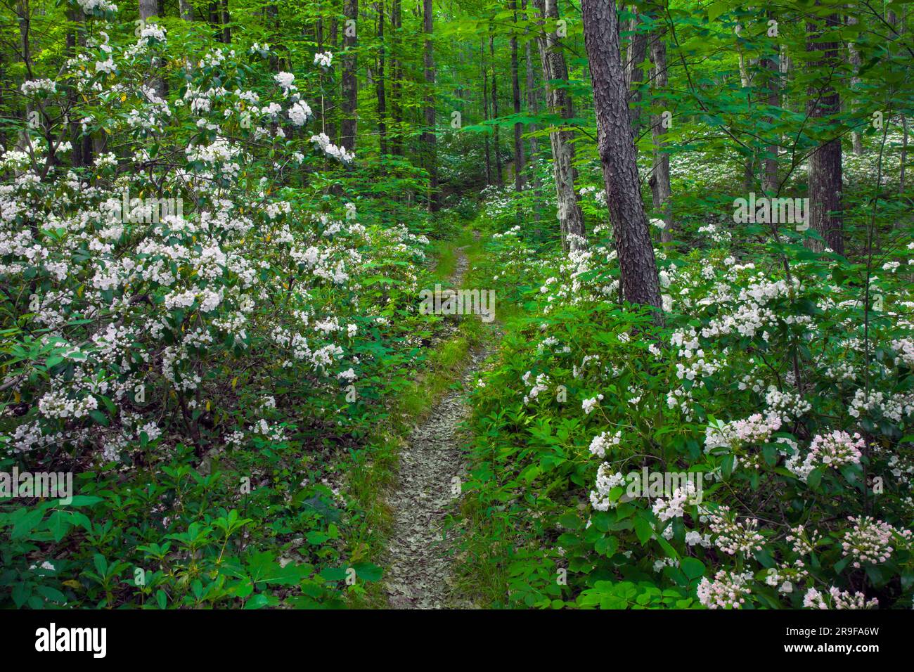 A trail through a forest of blooming Mountain Laurel in Pennsylvania's ...