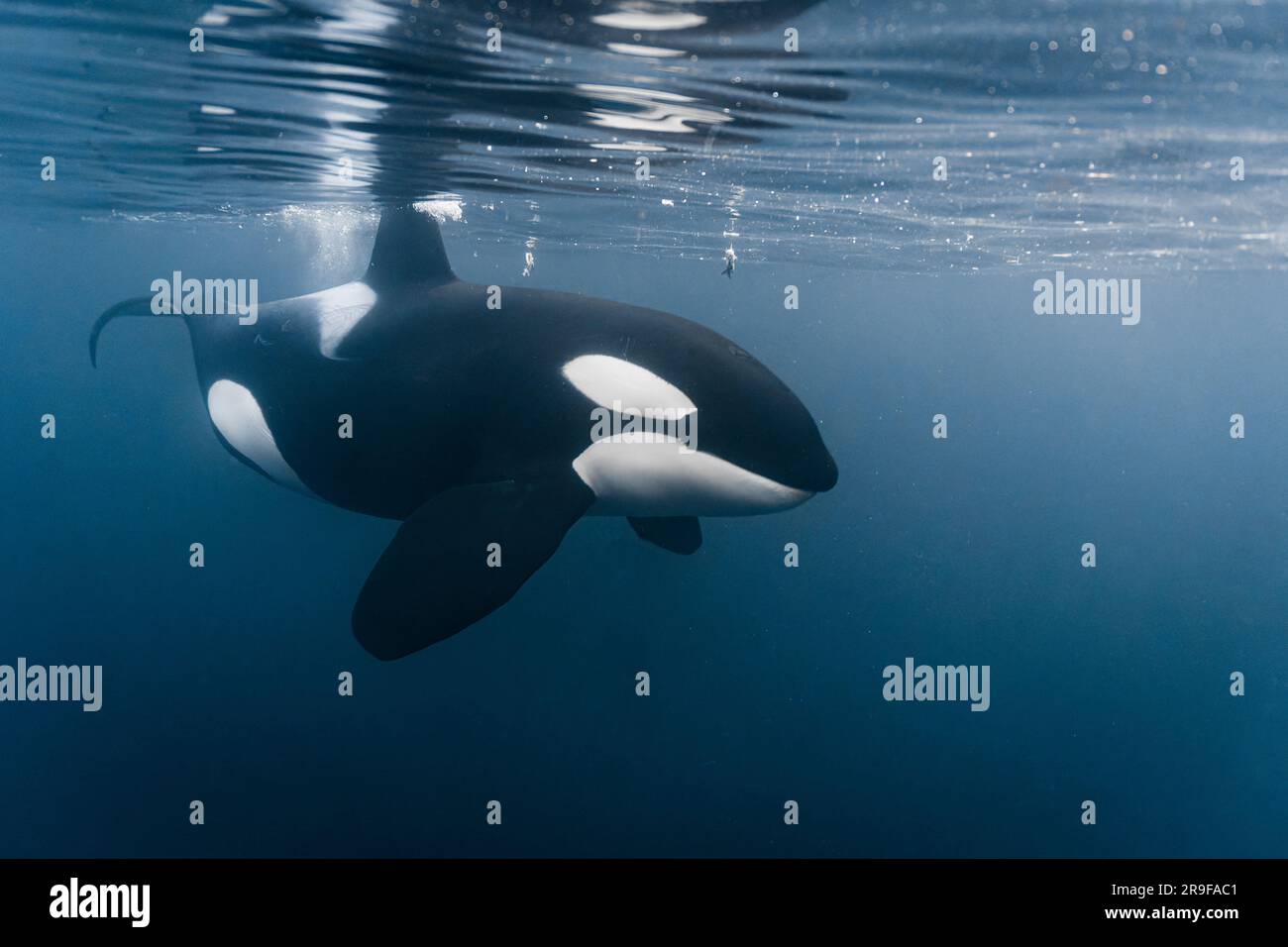 Young orca coming so close to me during his hunting Stock Photo - Alamy