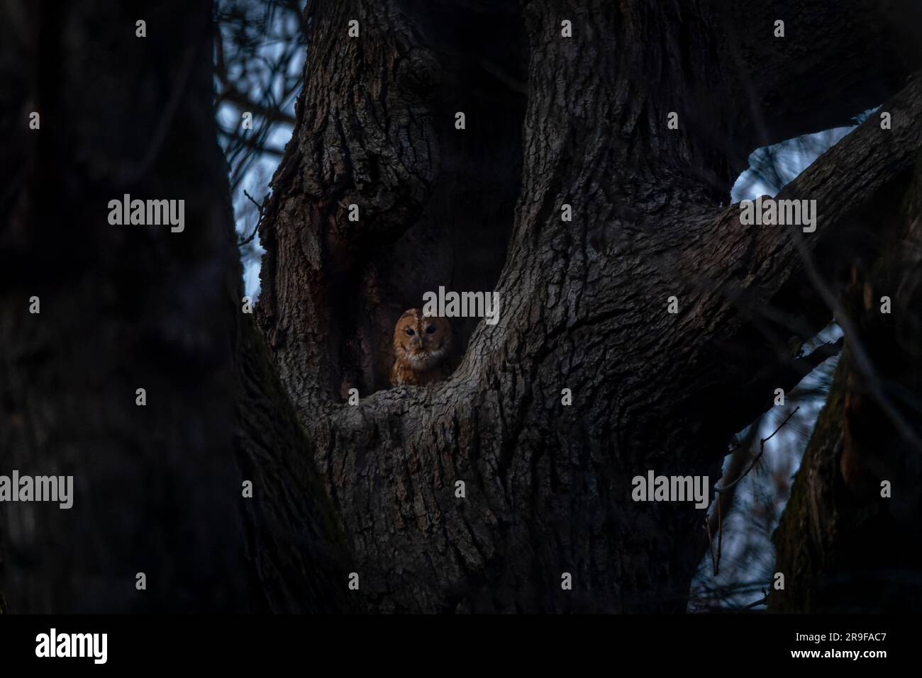 Tawnyowl hi-res stock photography and images - Alamy