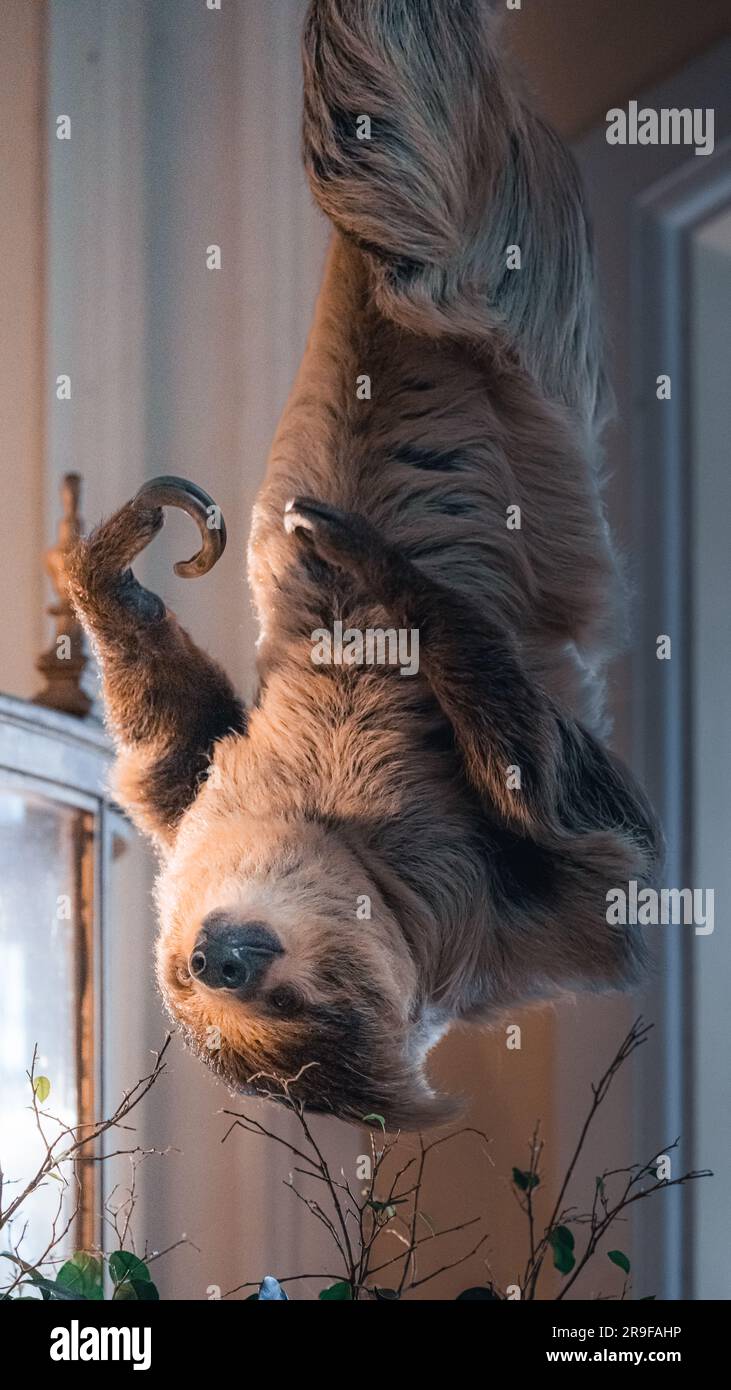 An adorable sloth hanging upside down from the ceiling, surrounded by ...