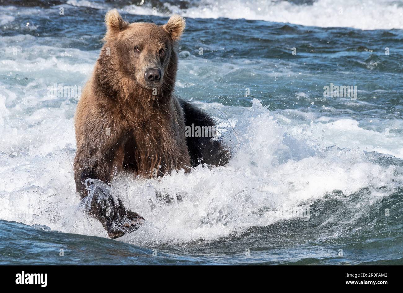 Brown Bear, McNeil River, Alaska Stock Photo - Alamy