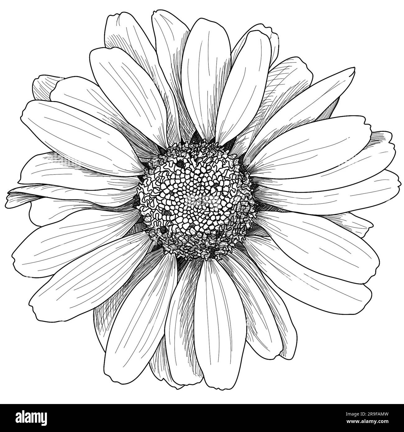 Rose like blooms Cut Out Stock Images & Pictures - Alamy