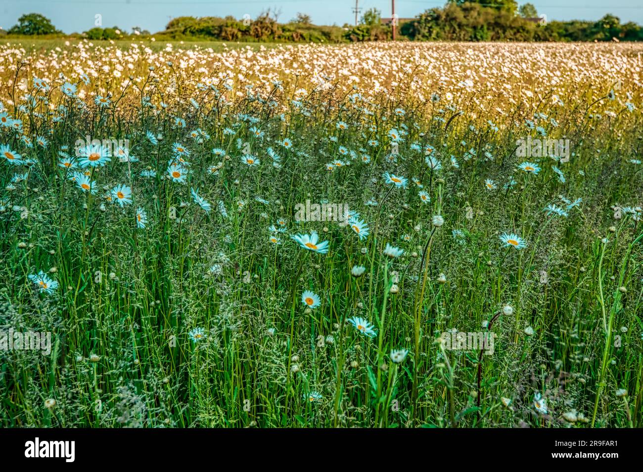 Daisy daisy in sun and shade. A field full of Oxeye daisies ...