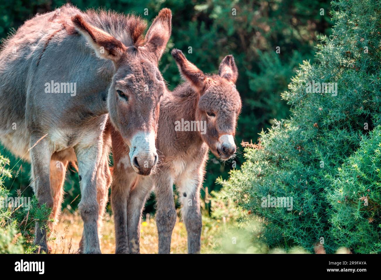 New forest donkey hi-res stock photography and images - Alamy
