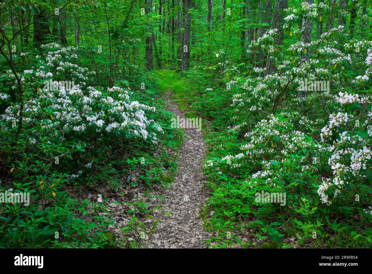 A trail through a forest of blooming Mountain Laurel in Pennsylvania's ...