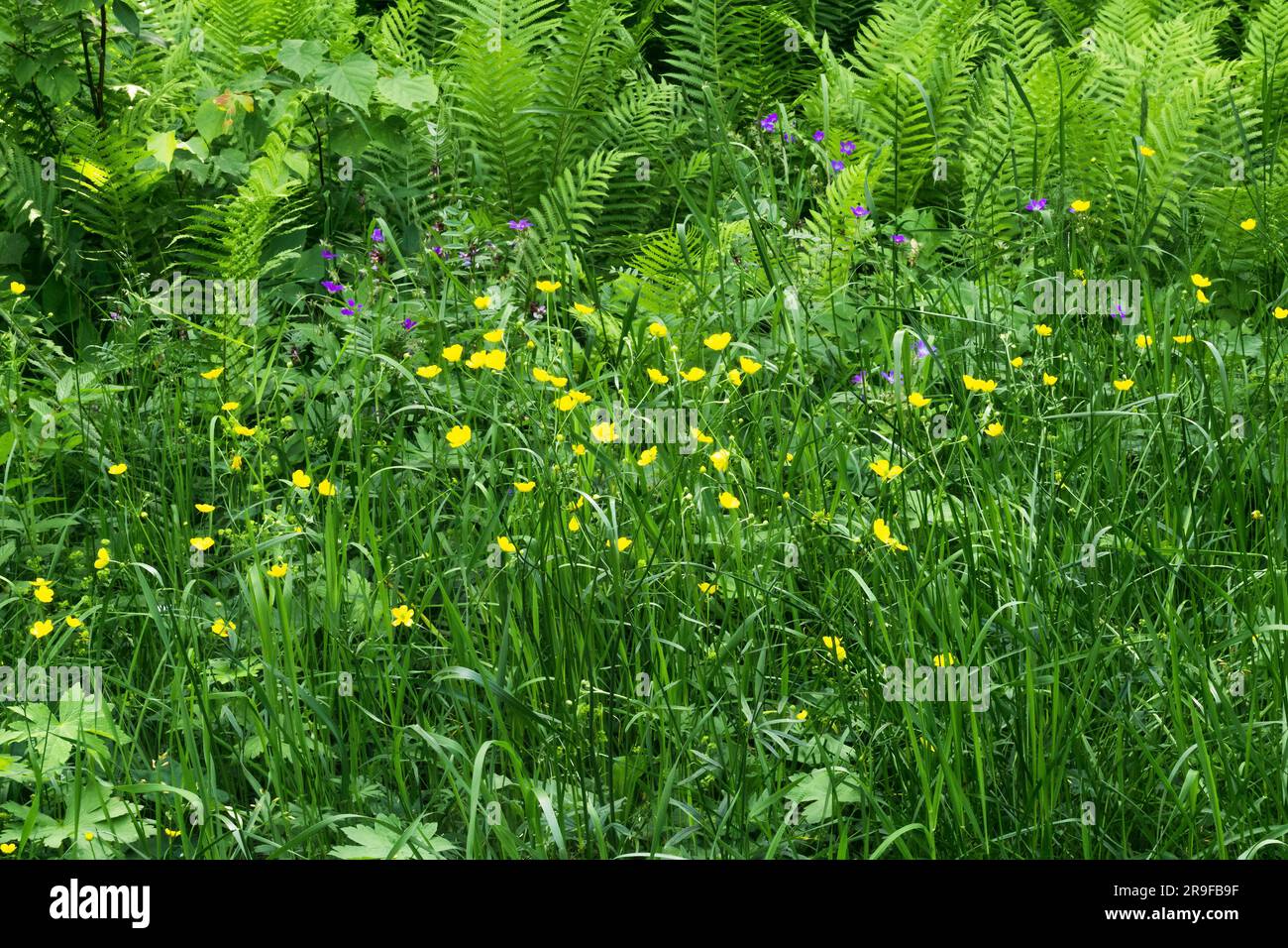 natural background, summer meadow vegetation with grass and flowers ...