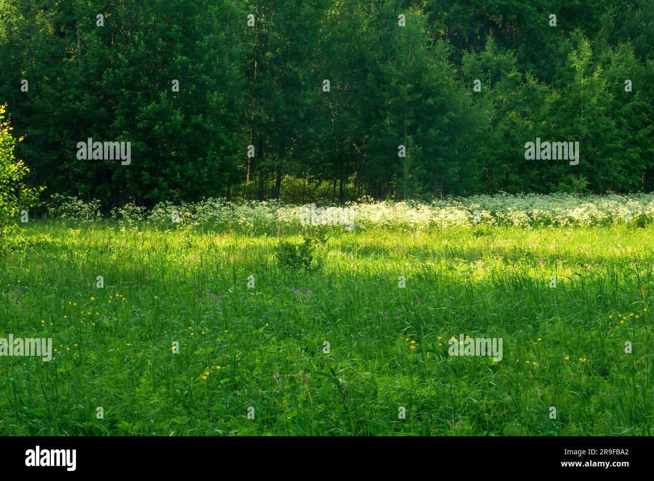 natural landscape, summer flowering glade on the edge of the forest ...