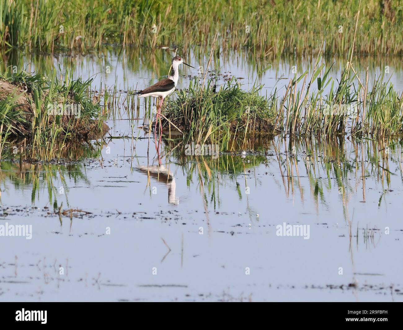 Black-winged stilt, Stelzenläufer, Échasse blanche, Himantopus ...