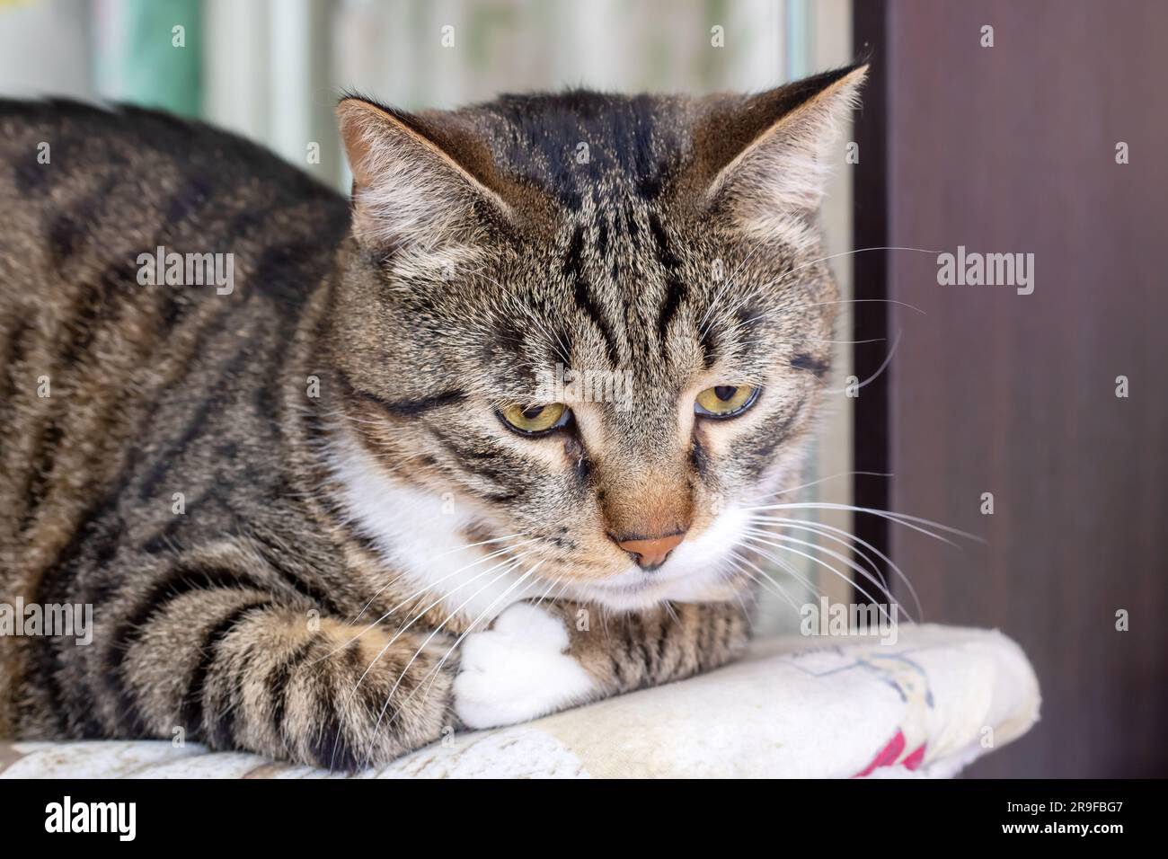 Sad tabby cat lying at home close up Stock Photo - Alamy