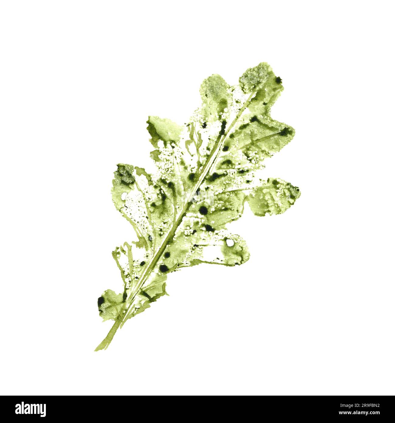 Green Oak Leaf Imprint isolated on white background. Natural texture ...