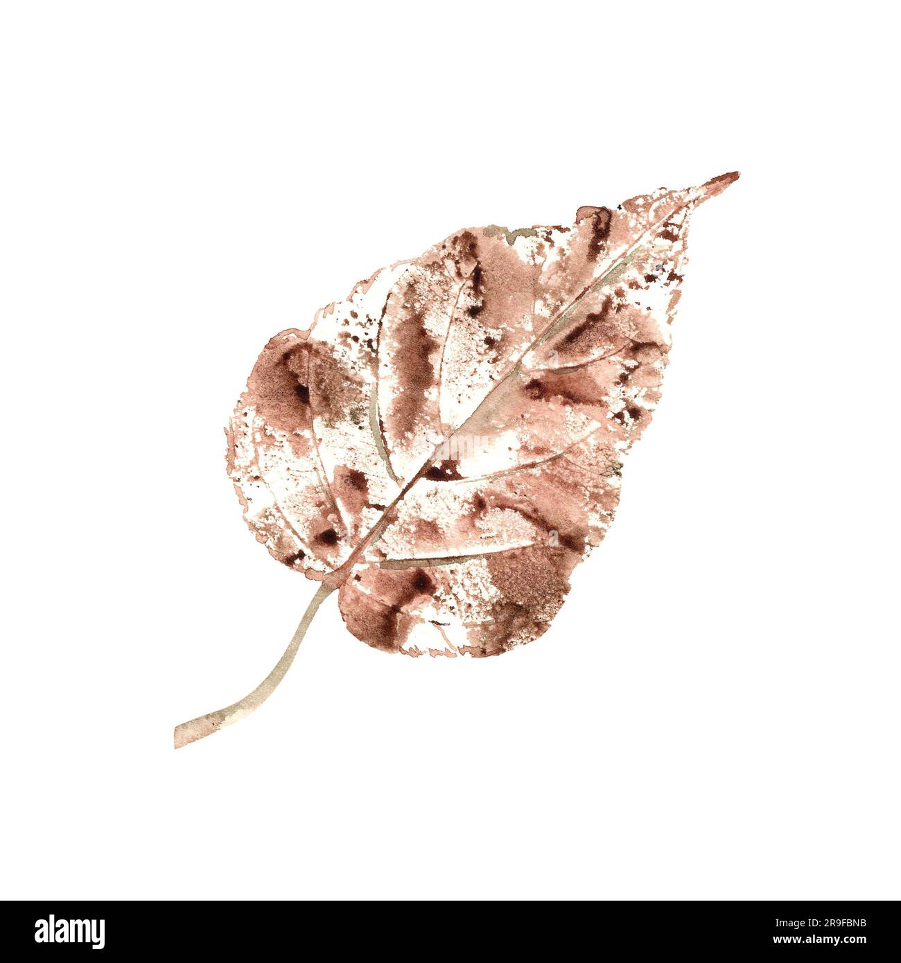 Natural texture of fall brown poplar leaf isolated on white background ...