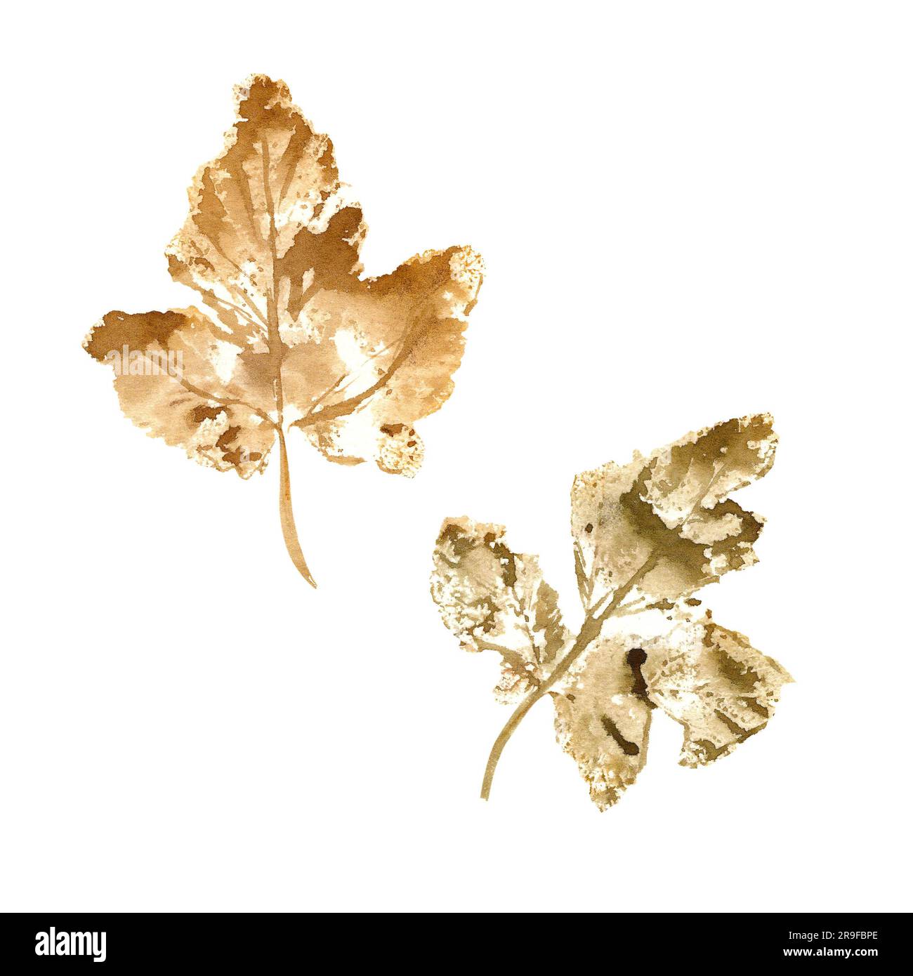Imprints of Color Maple Leaf. Natural texture isolated on white ...