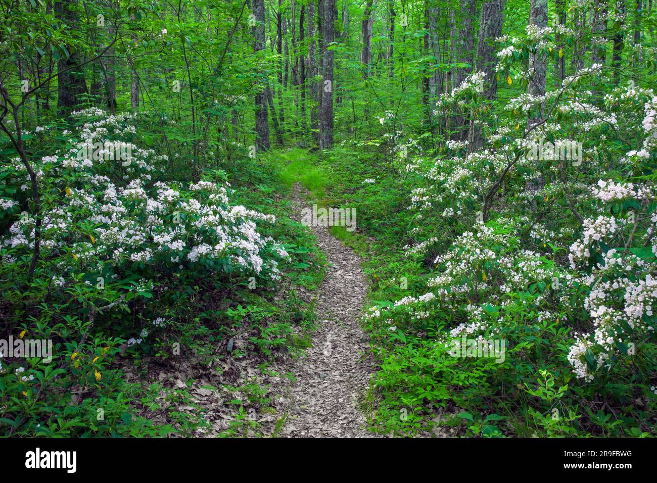 A trail through a forest of blooming Mountain Laurel in Pennsylvania's ...