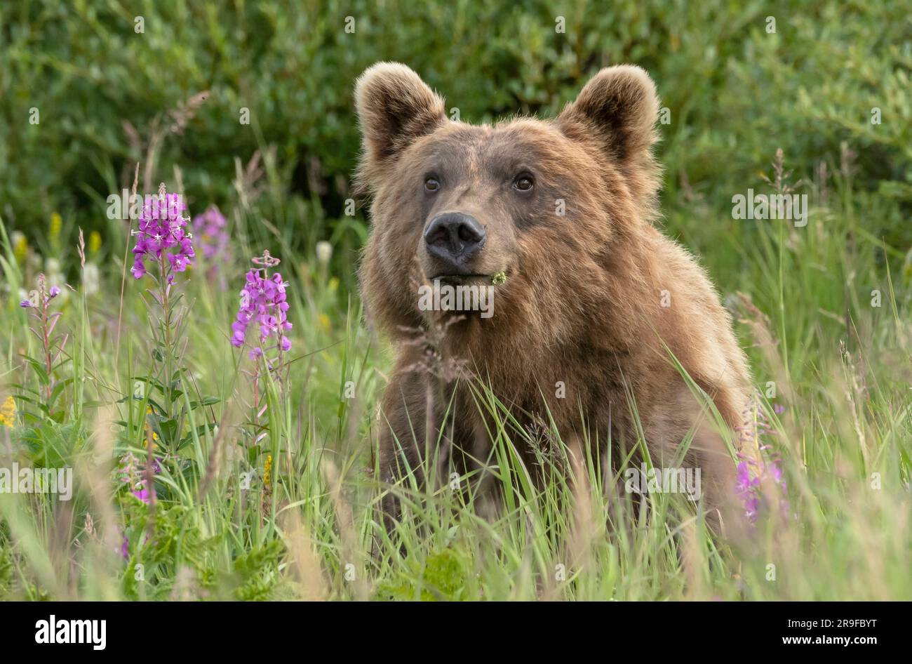 Brown Bear, McNeil River, Alaska Stock Photo - Alamy