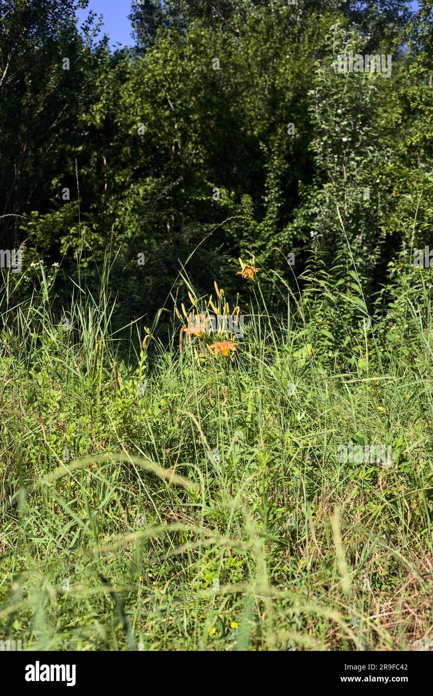 Pretty grove of water lilies hi-res stock photography and images - Alamy
