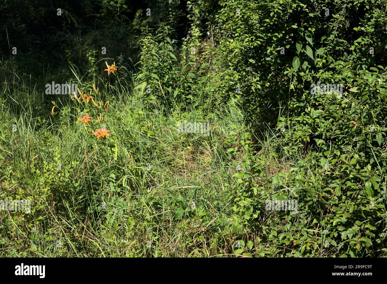 Orange lilies in the grass in the middle of a grove Stock Photo - Alamy