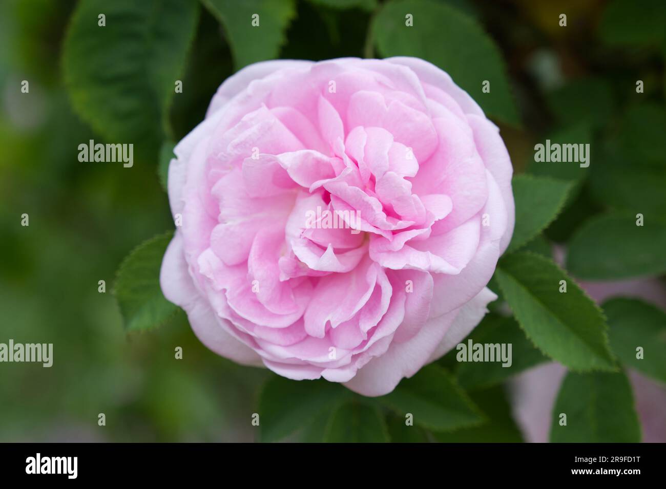 Double pale pink flowers of rose, Rosa Madame Louis Leveque in UK ...