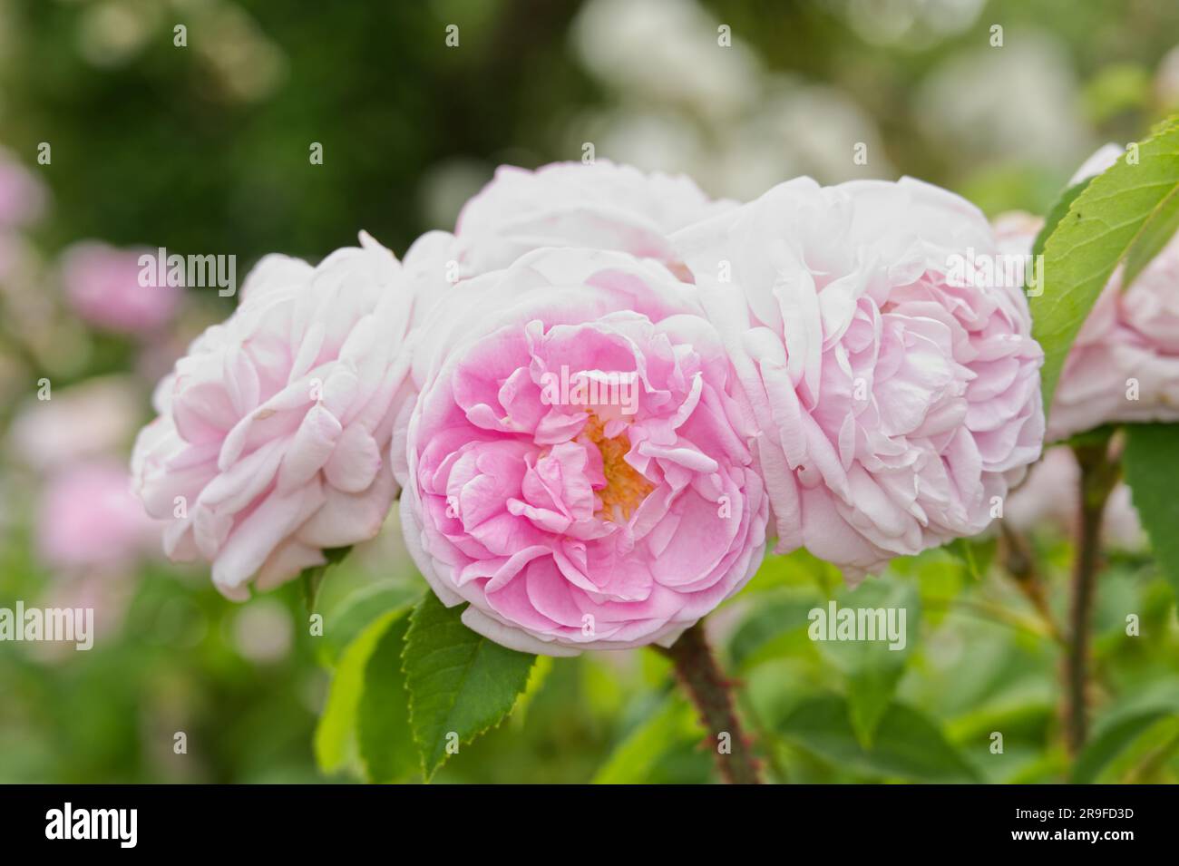 Double pale pink flowers of rose, Rosa Madame Louis Leveque in UK ...