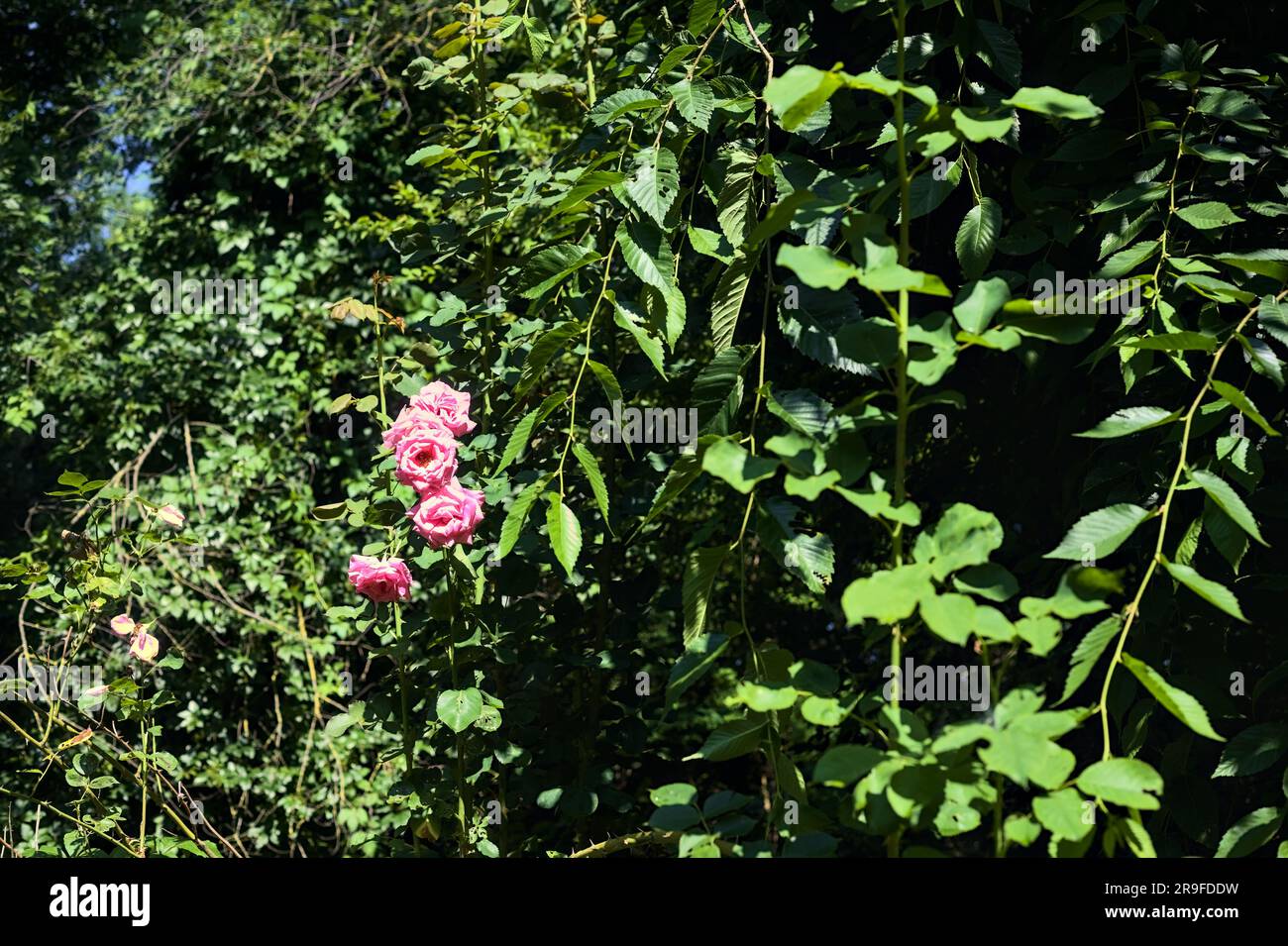Blooming wild roses hi-res stock photography and images - Alamy