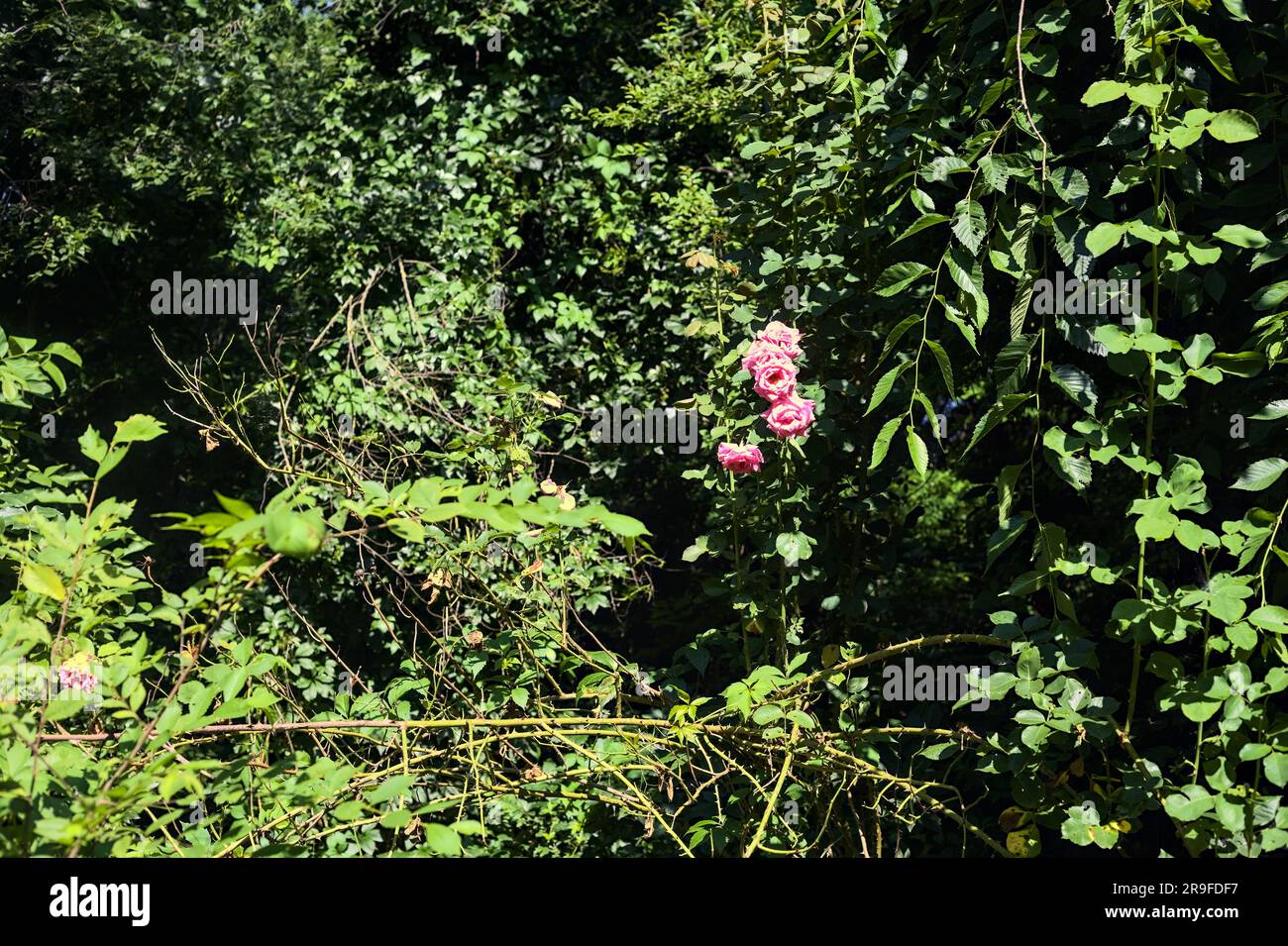 Blooming wild roses hi-res stock photography and images - Alamy