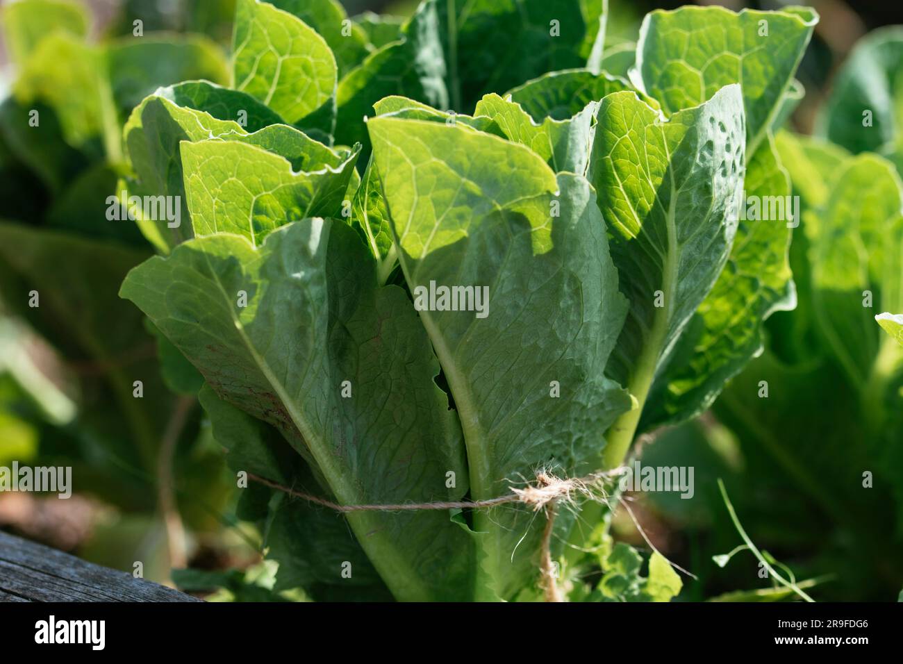 Cos lettuced tied with a string to create a compact head Stock Photo ...