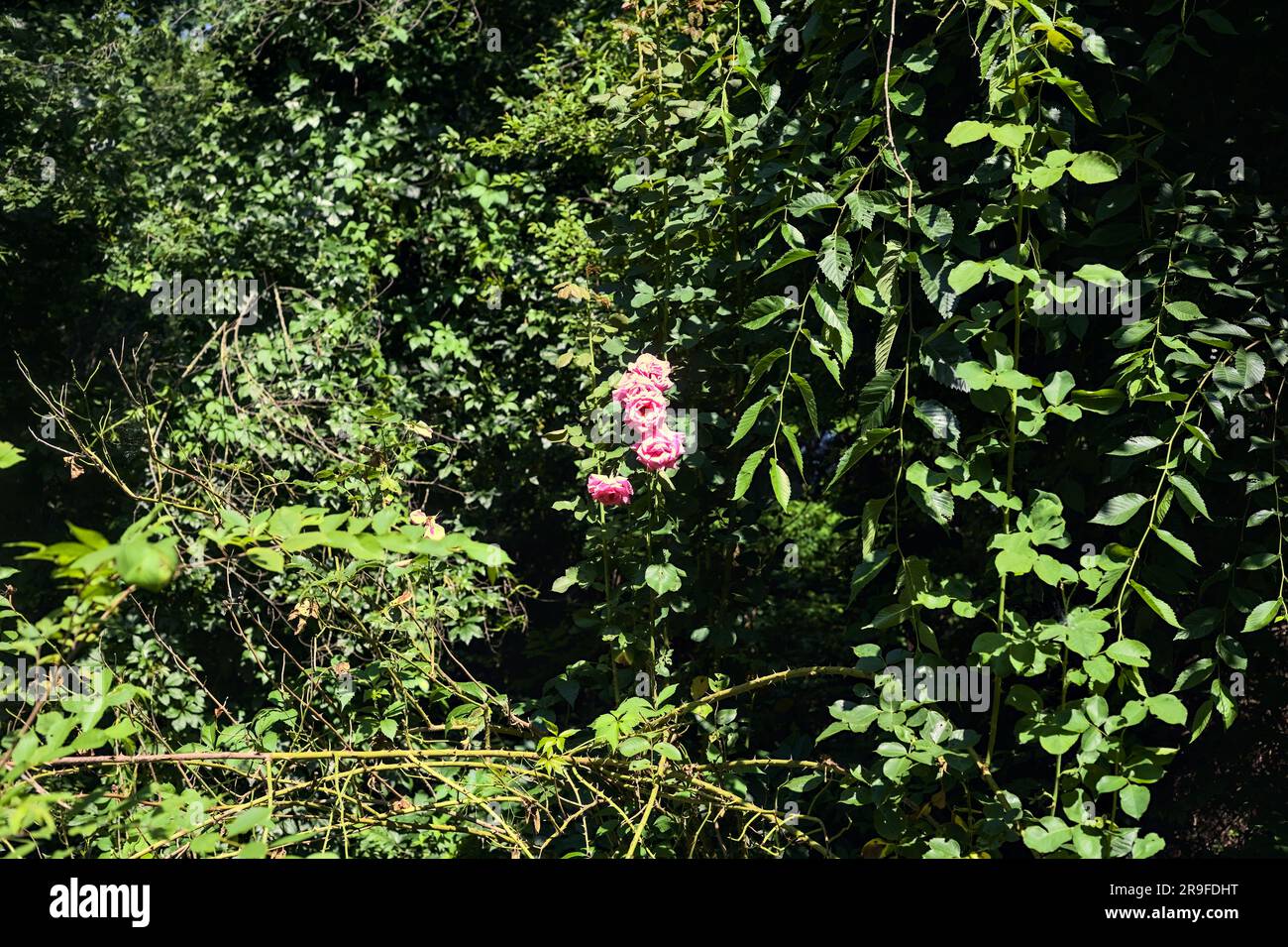Roses by the road hi-res stock photography and images - Alamy