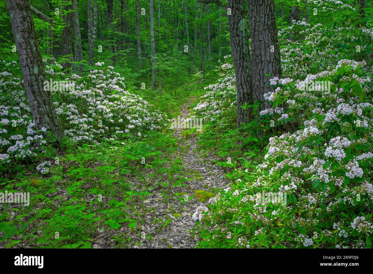 A trail through a forest of blooming Mountain Laurel in Pennsylvania's ...