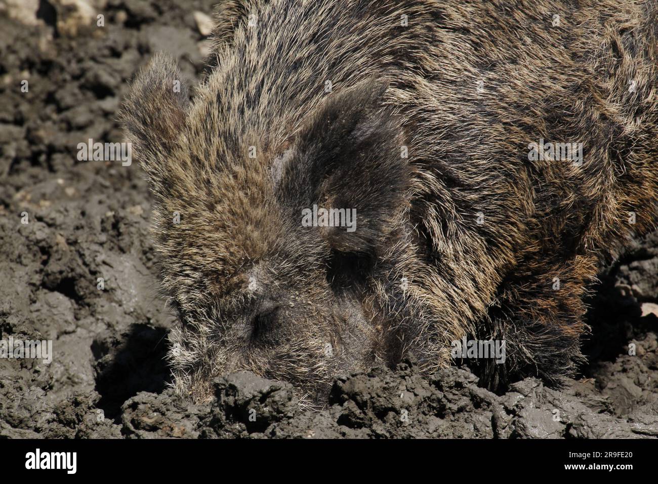 Wild Boar, sus scrofa, Adult looking for Food in Mud, Normandy Stock ...