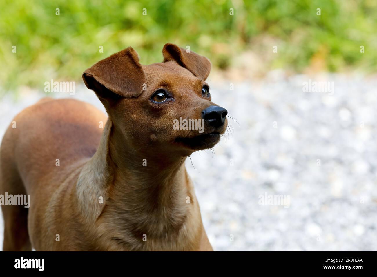 Portrait mongrel cute young hi-res stock photography and images - Alamy