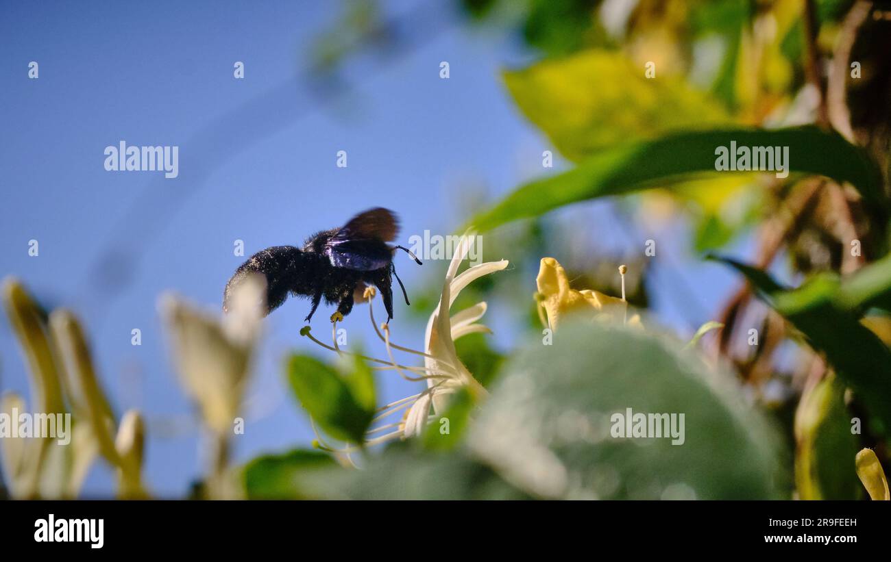 Brunswick, Germany. 14th June, 2023. A large wood bee (Xylocopa ...