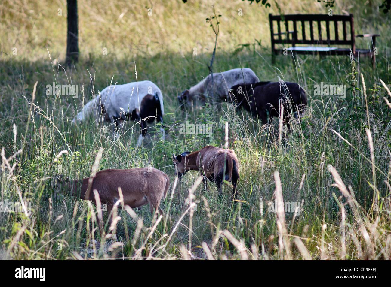 About dry grasses 2023 hi-res stock photography and images - Alamy