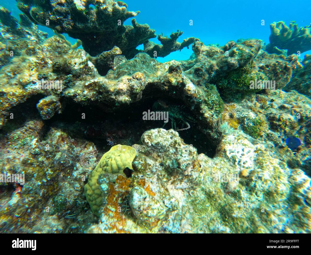 Underwater burrows hi-res stock photography and images - Alamy