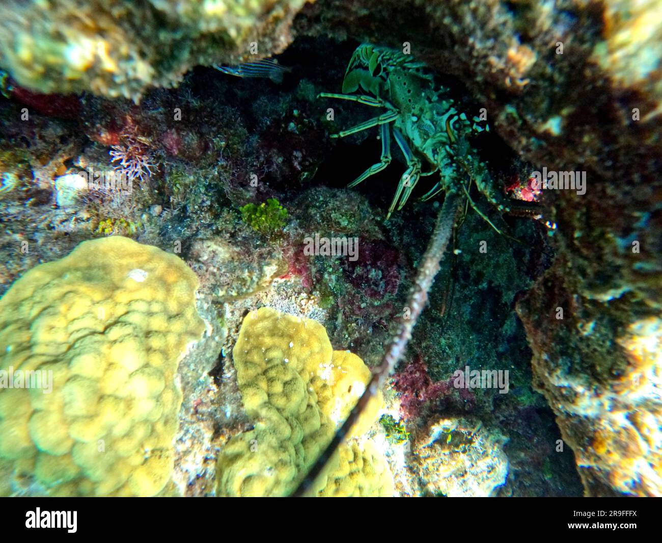 An underwater photo of a lobster under a rock and coral reef crevice in ...
