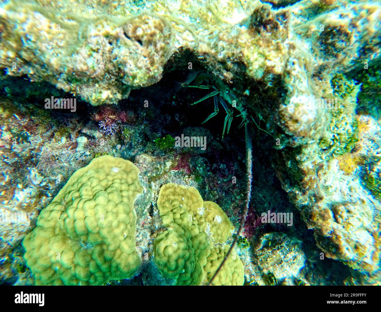 An underwater photo of a lobster under a rock and coral reef crevice in ...