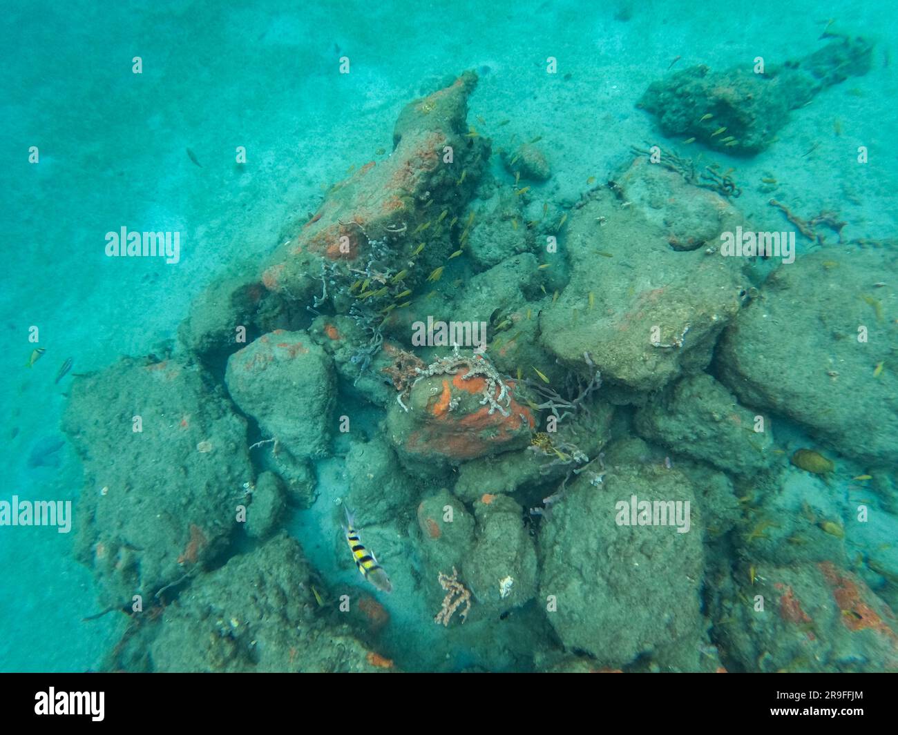 Reef fish swimming among the rock and coral reef in Blue Heron Bridge ...