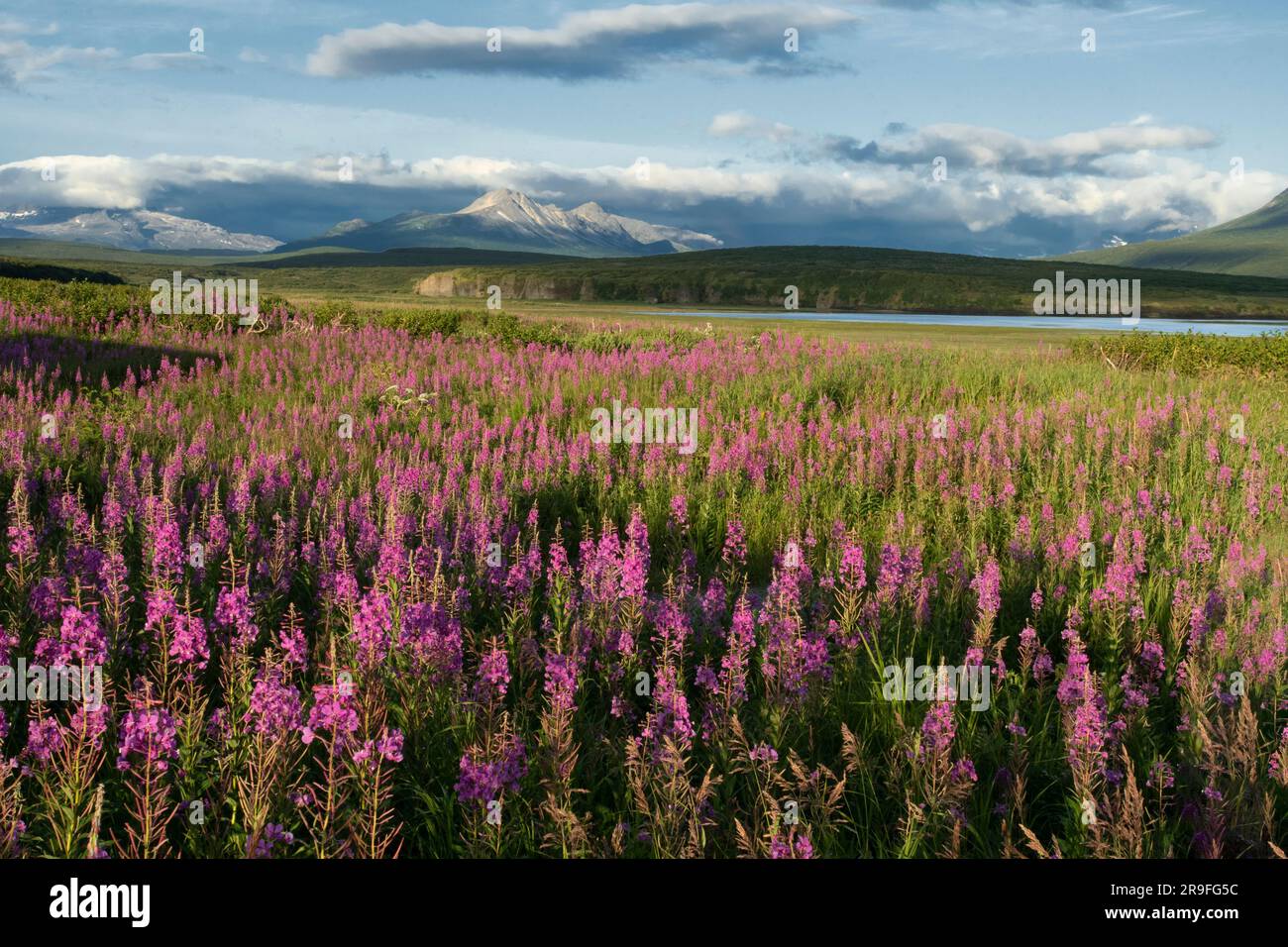 North America; United States; Alaska; McNeil River; Cove tidal basin ...