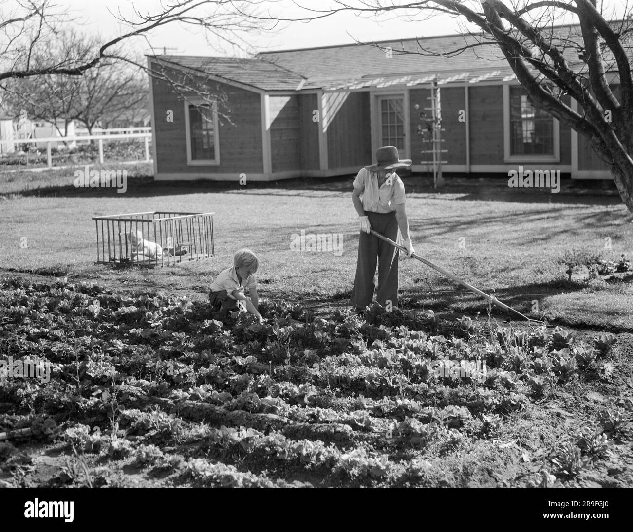 Photographer Dorothea Lange photographs America during and after the ...