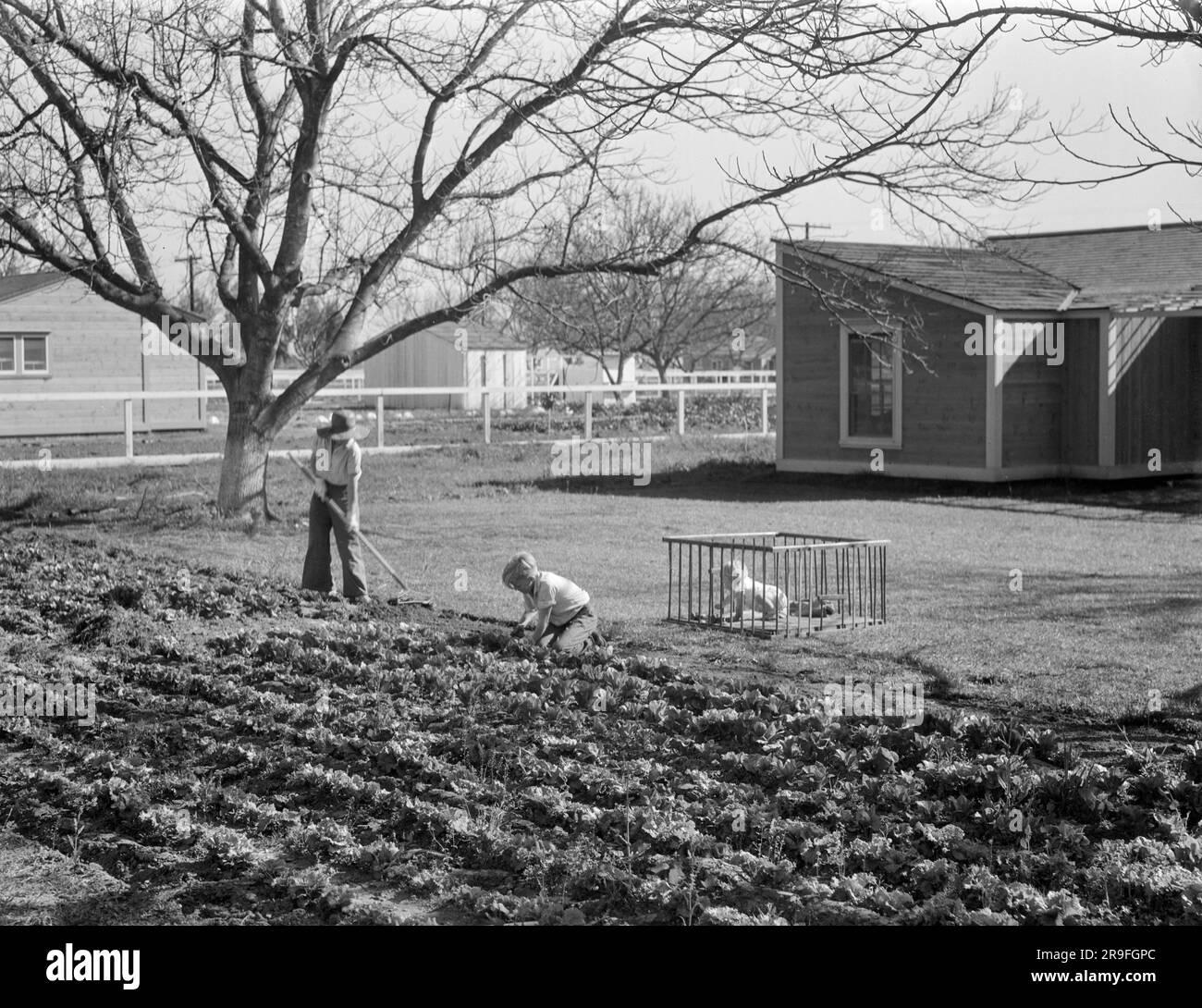 Photographer Dorothea Lange photographs America during and after the ...