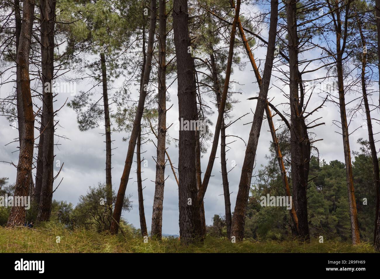 Trees at the edge of Lake Ngakoro at Waiotapu – Wai-o-tapu – Thermal ...