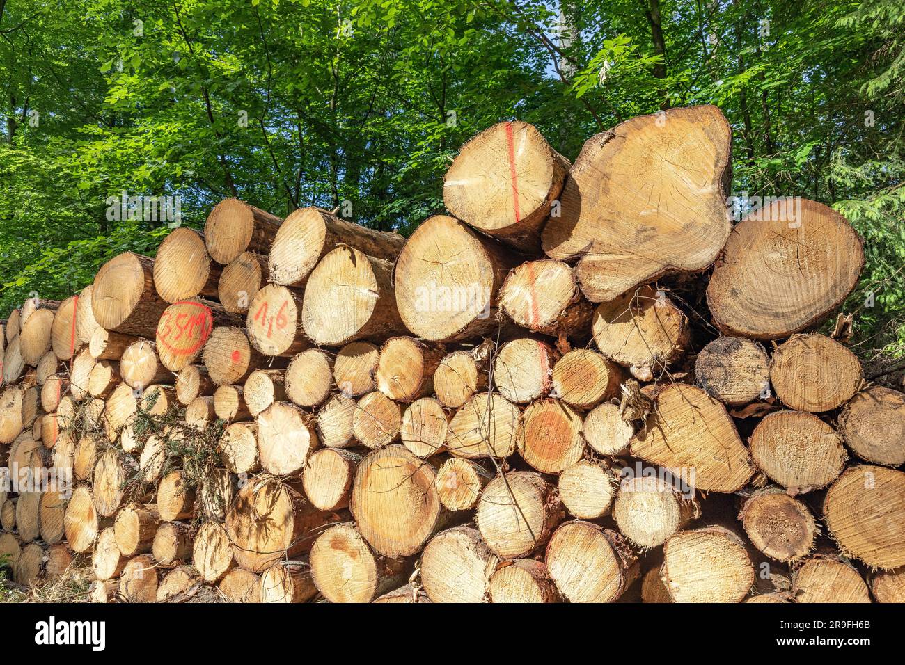 stacked logs in deciduous forest Stock Photo - Alamy