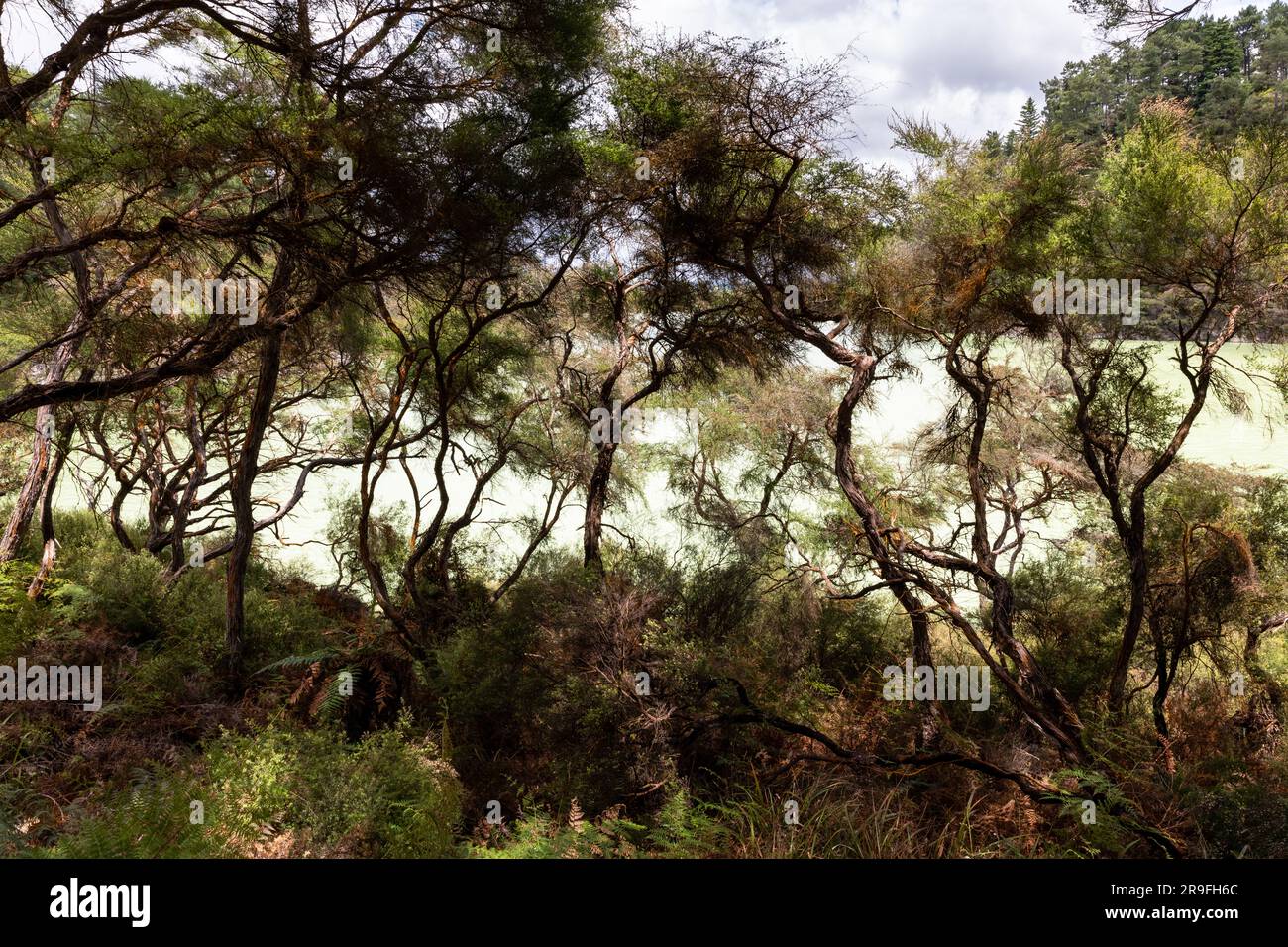 Trees at the edge of Lake Ngakoro at Waiotapu – Wai-o-tapu – Thermal ...