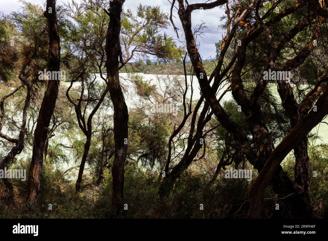 Trees at the edge of Lake Ngakoro at Waiotapu – Wai-o-tapu – Thermal ...