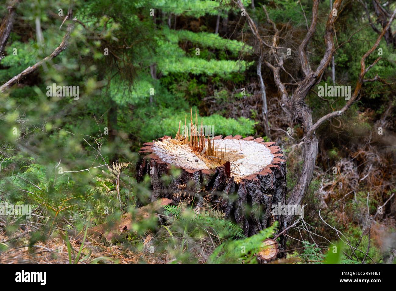 A felled tree stump at Waiotapu – Wai-o-tapu – Thermal Wonderland in ...