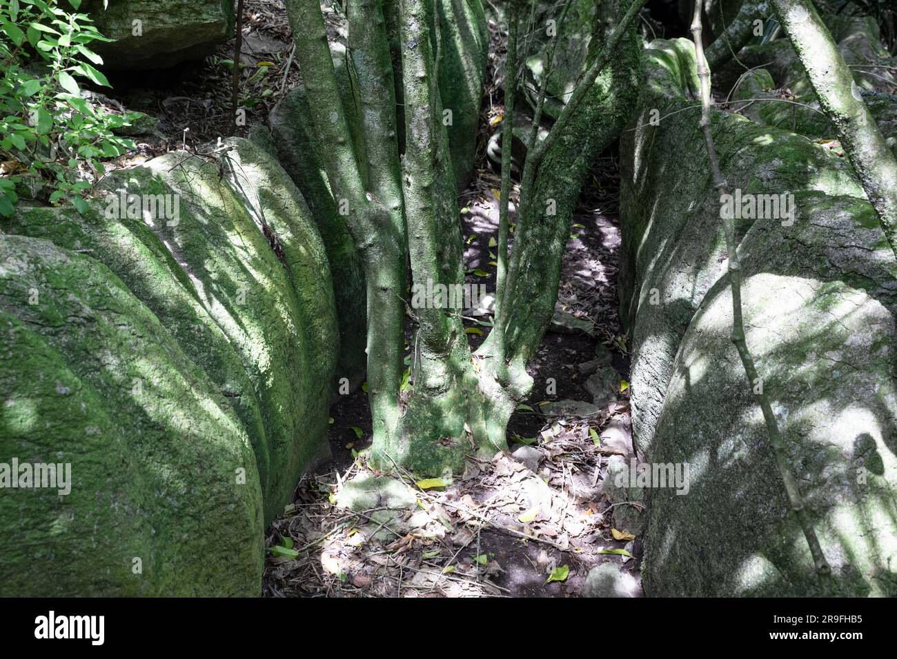Labyrinth Rocks, a series of Limestone Canyons in a Public Reserve ...