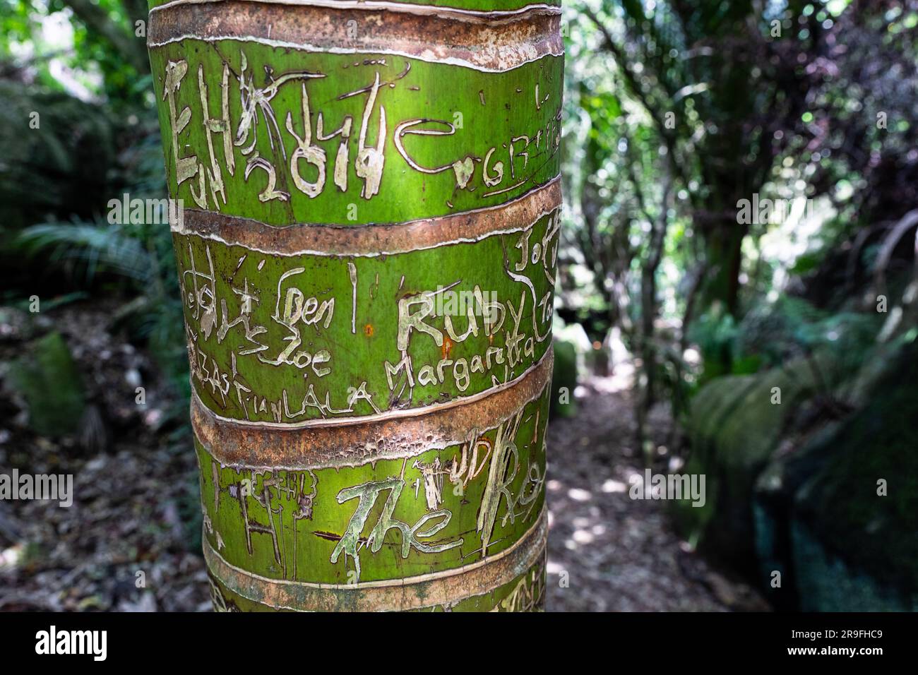 Graffiti on a tree at Labyrinth Rocks, a series of Limestone Canyons ...