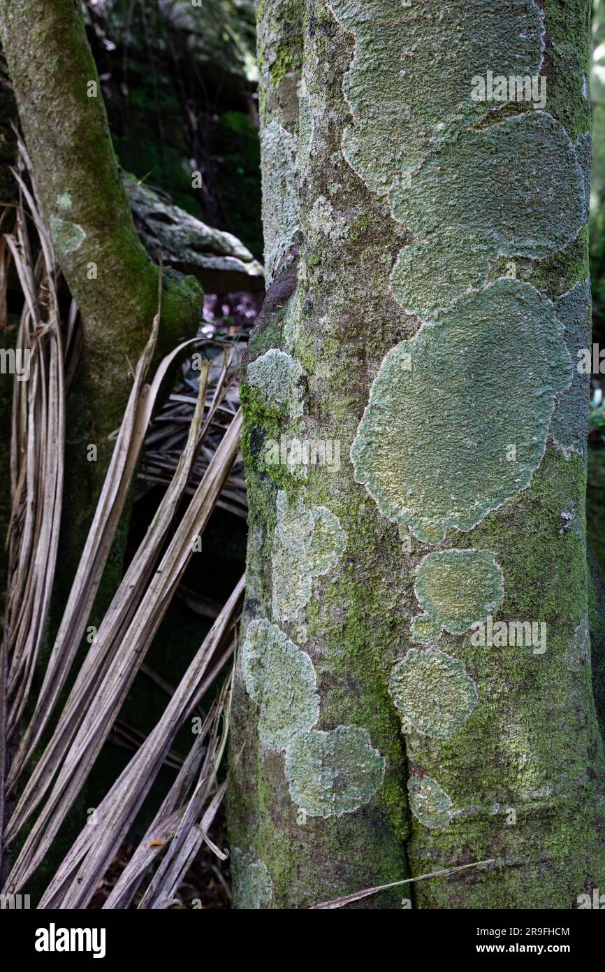 Labyrinth Rocks, a series of Limestone Canyons in a Public Reserve ...