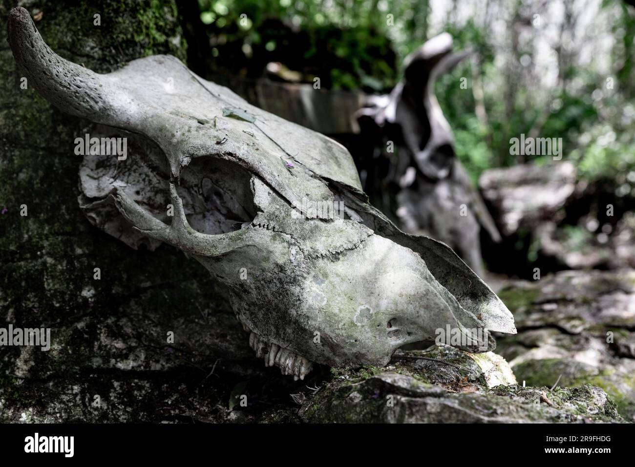 Animal skull left at Labyrinth Rocks, a series of Limestone Canyons ...