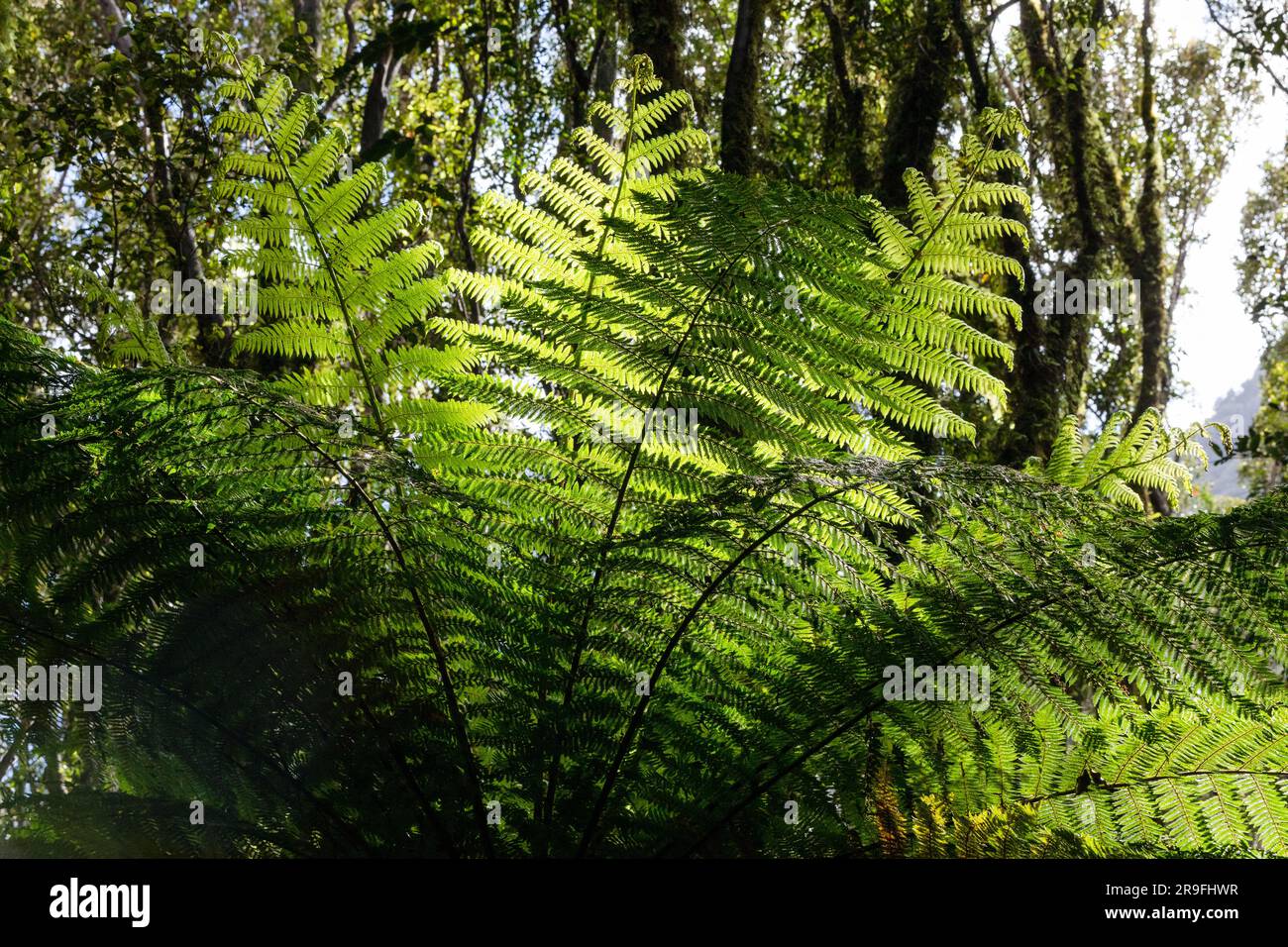 Huge ferns on the Fox Glacier Valley Walk – Te Moeka o Tuawe – Westland ...
