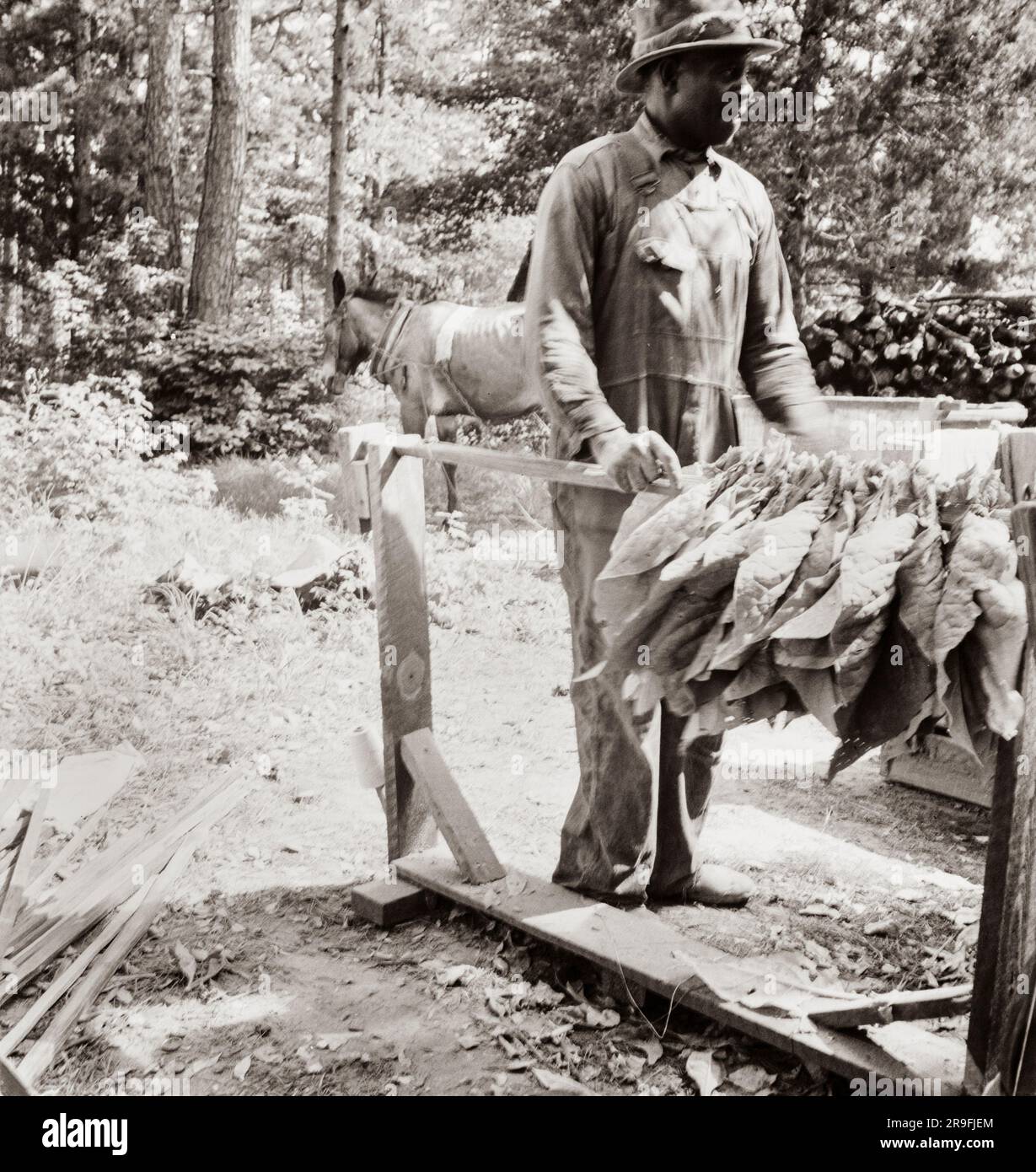 Photographer Dorothea Lange photographs America during and after the ...