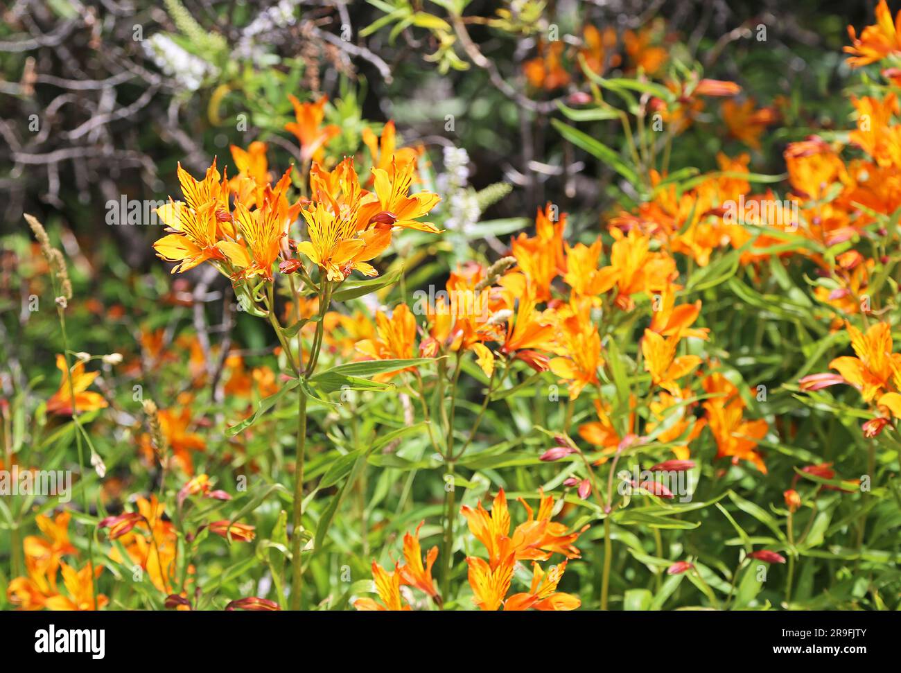 Peruvian flora hi-res stock photography and images - Alamy